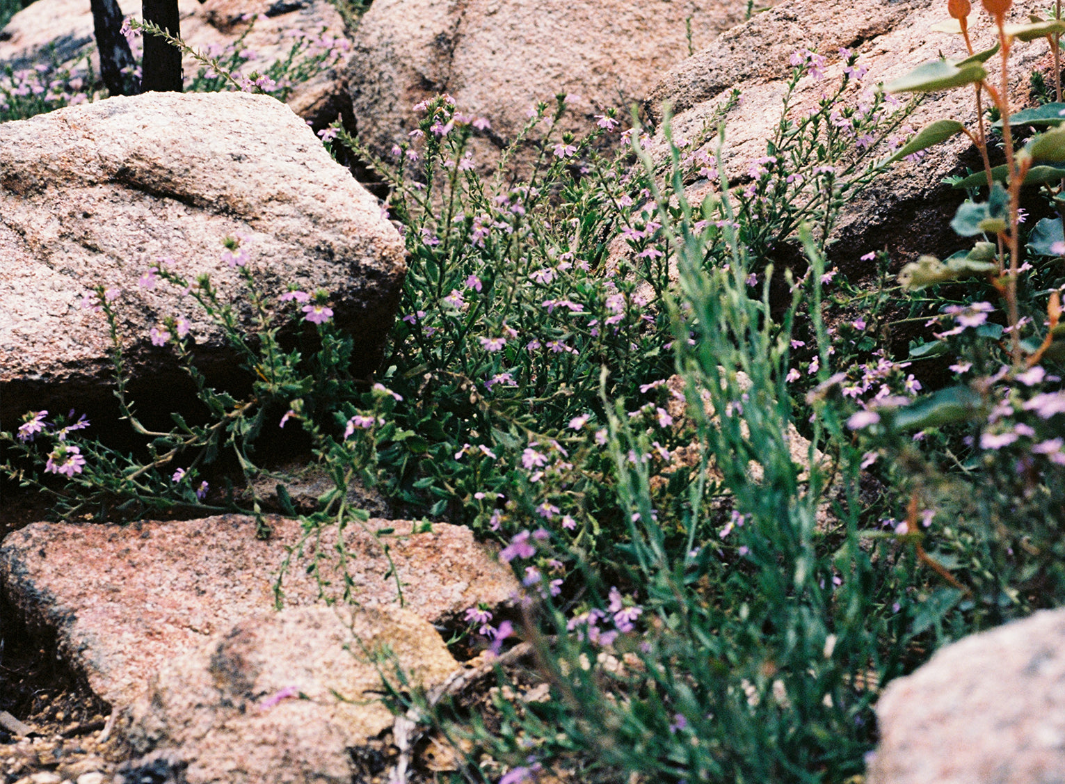 Genoa Peak – Bend of Isles